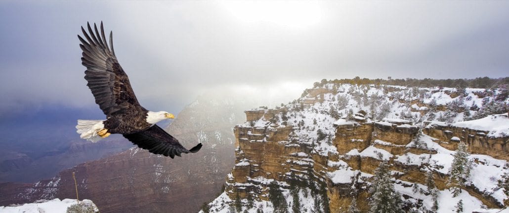 Animals & Wildlife at Grand Canyon | Visitor Center